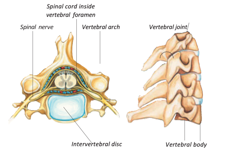 prodisc C Total Disc Replacement - San Antonio, TX - Spine Doctor
